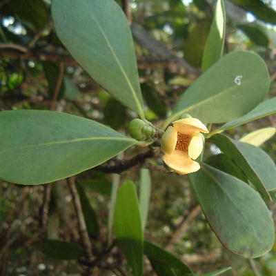 Clusia flava / Balsam